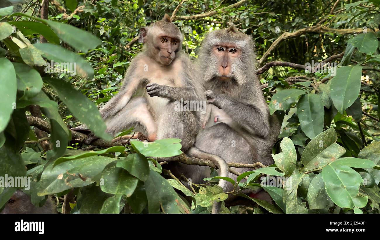 Monkeypox. Fmale monkey cleans her cub from insects while sitting on ...