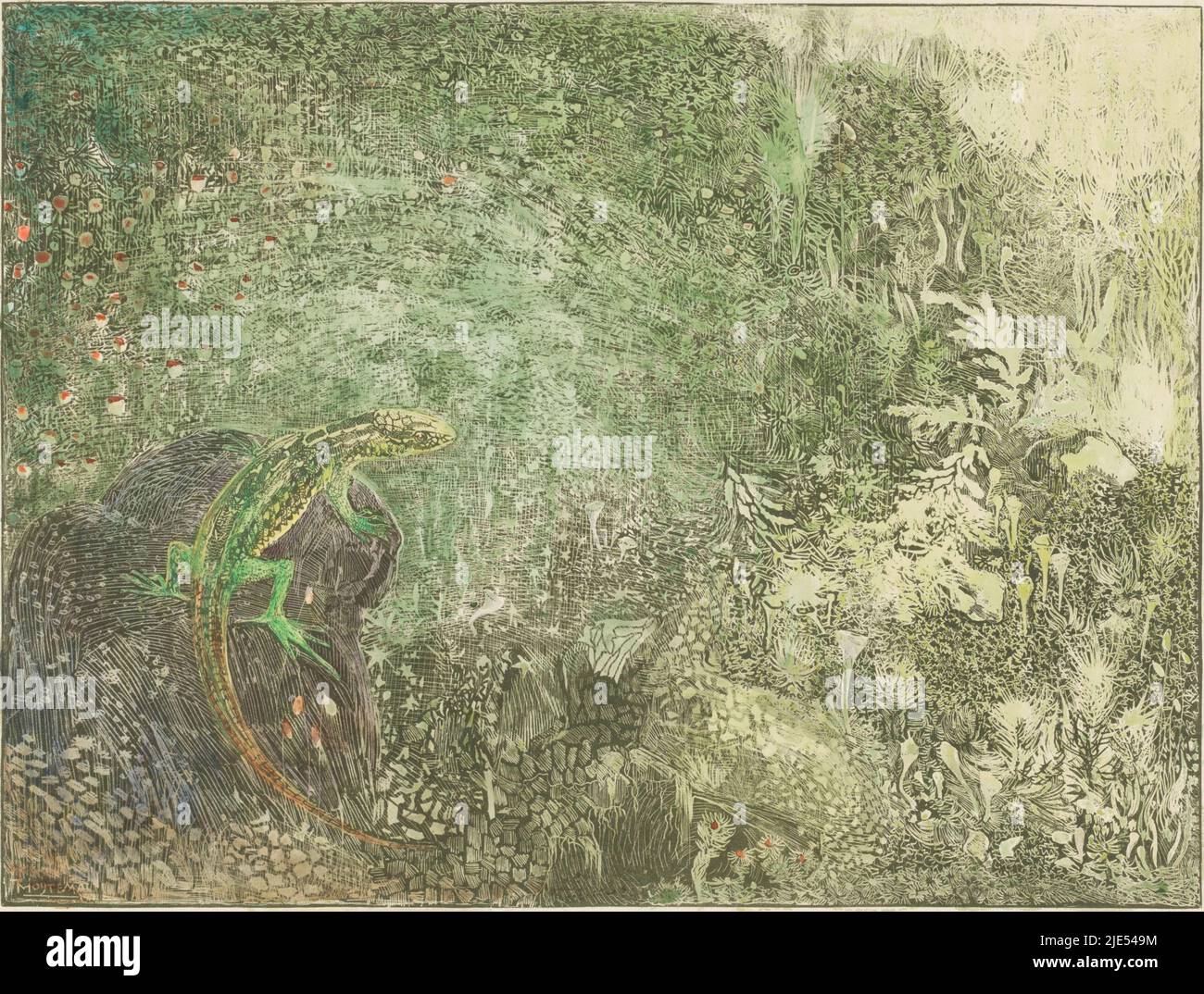 Left a lizard on a stone surrounded by plants, Lizard on a stone, print ...