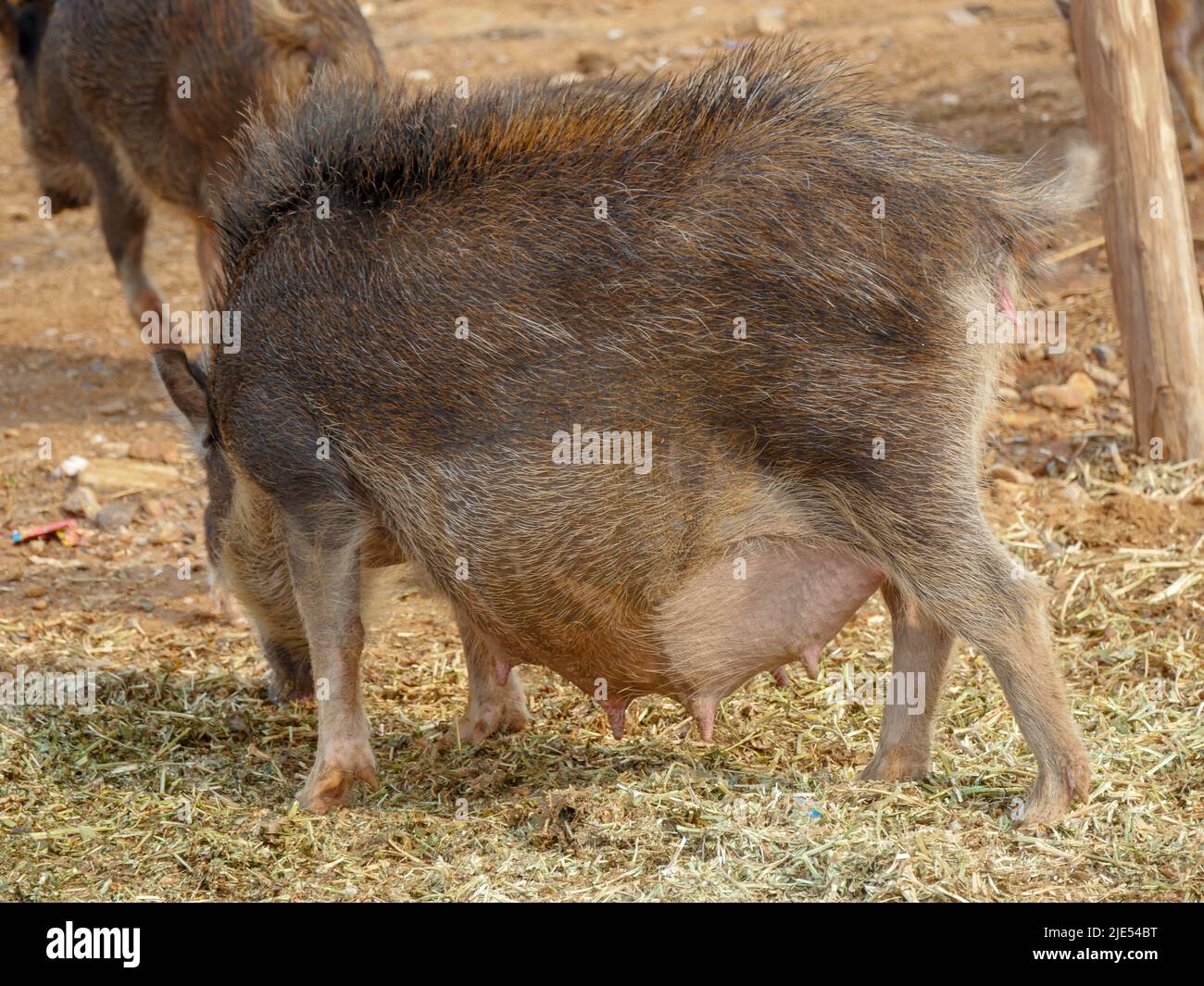 Pig roaming freely in Indian village rural areas Stock Photo - Alamy