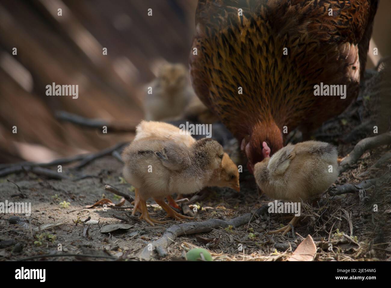 Beautiful portrait of cute baby chicks Stock Photo - Alamy