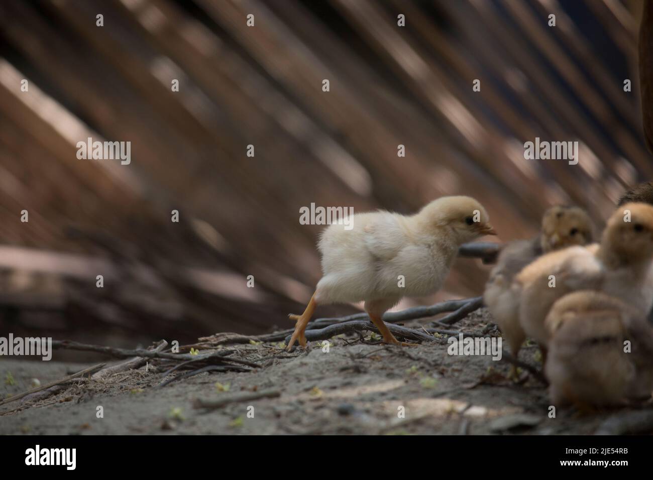 Beautiful portrait of cute baby chicks Stock Photo - Alamy