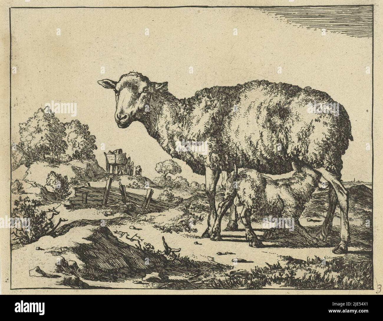Sheep with drinking lamb Sheep (series title), print maker: Marcus de ...