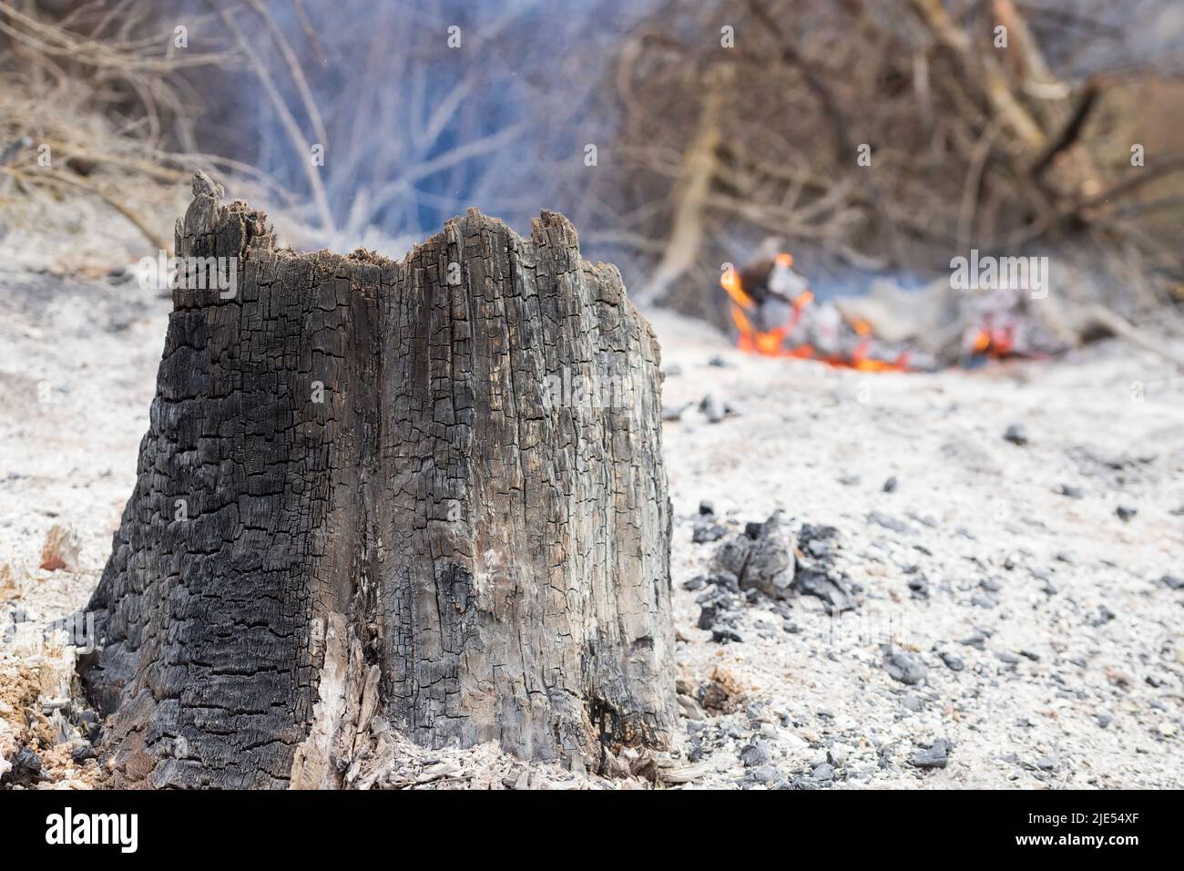Base of a broken tree trunk destroyed by fire. Out of focus background ...