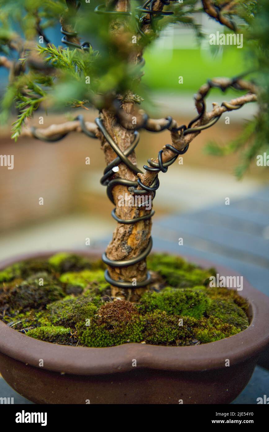 Bonsai tree being trained with wires Stock Photo - Alamy