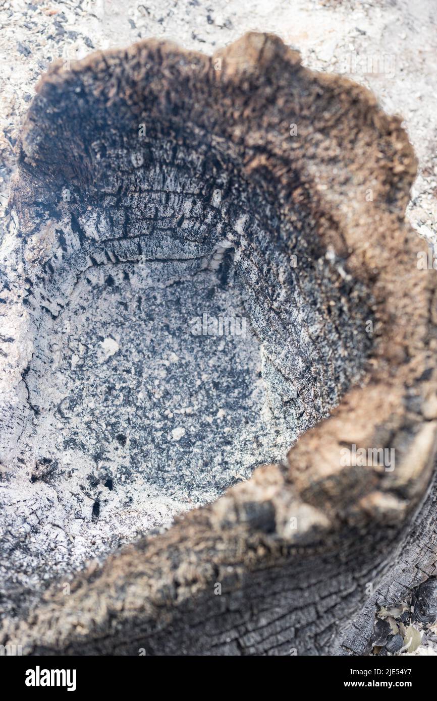 Detailed plan of the interior of a tree trunk burnt to the ground ...