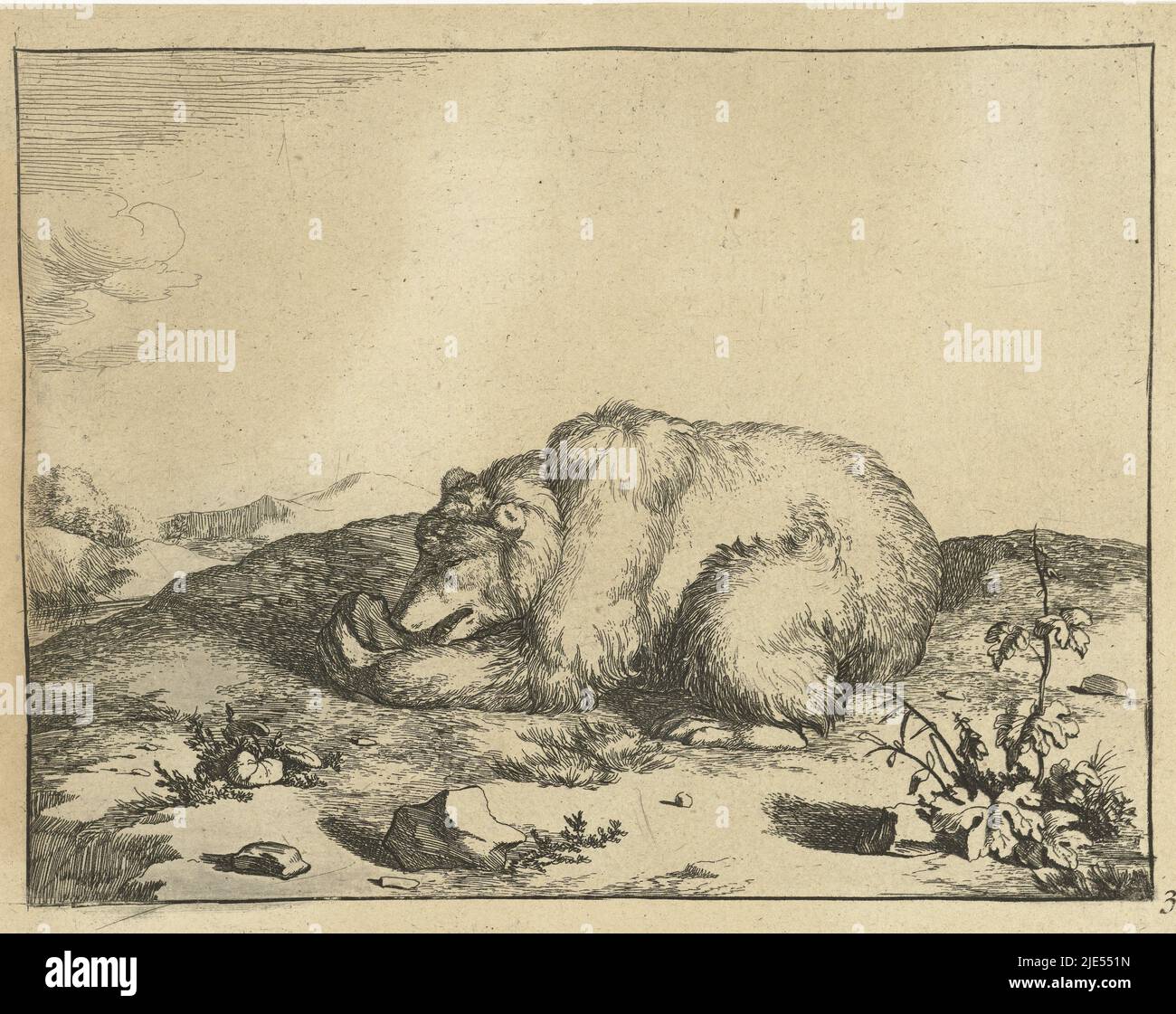 Left leg bears hi-res stock photography and images - Alamy