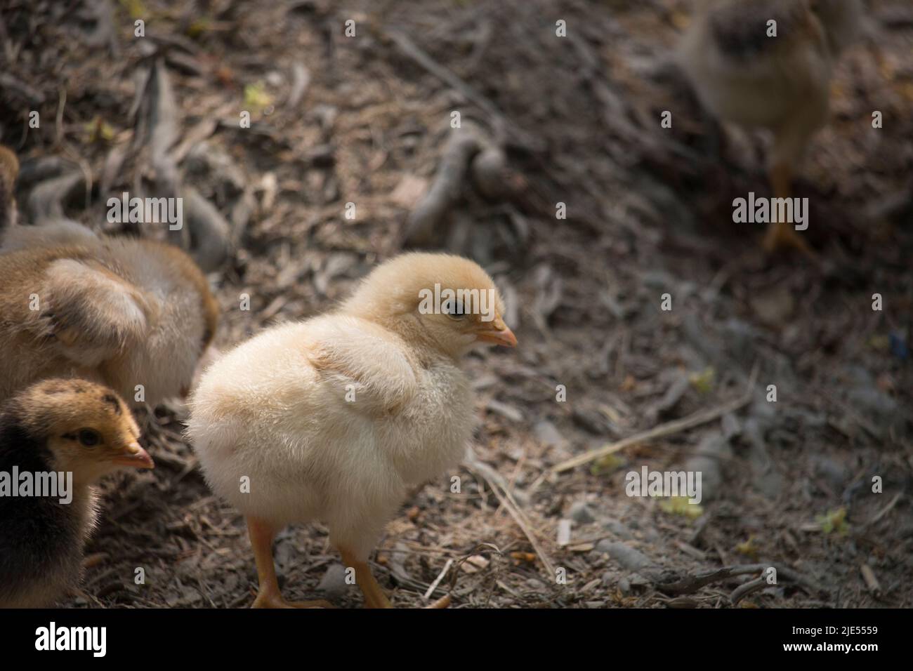 Beautiful portrait of cute baby chicks Stock Photo - Alamy