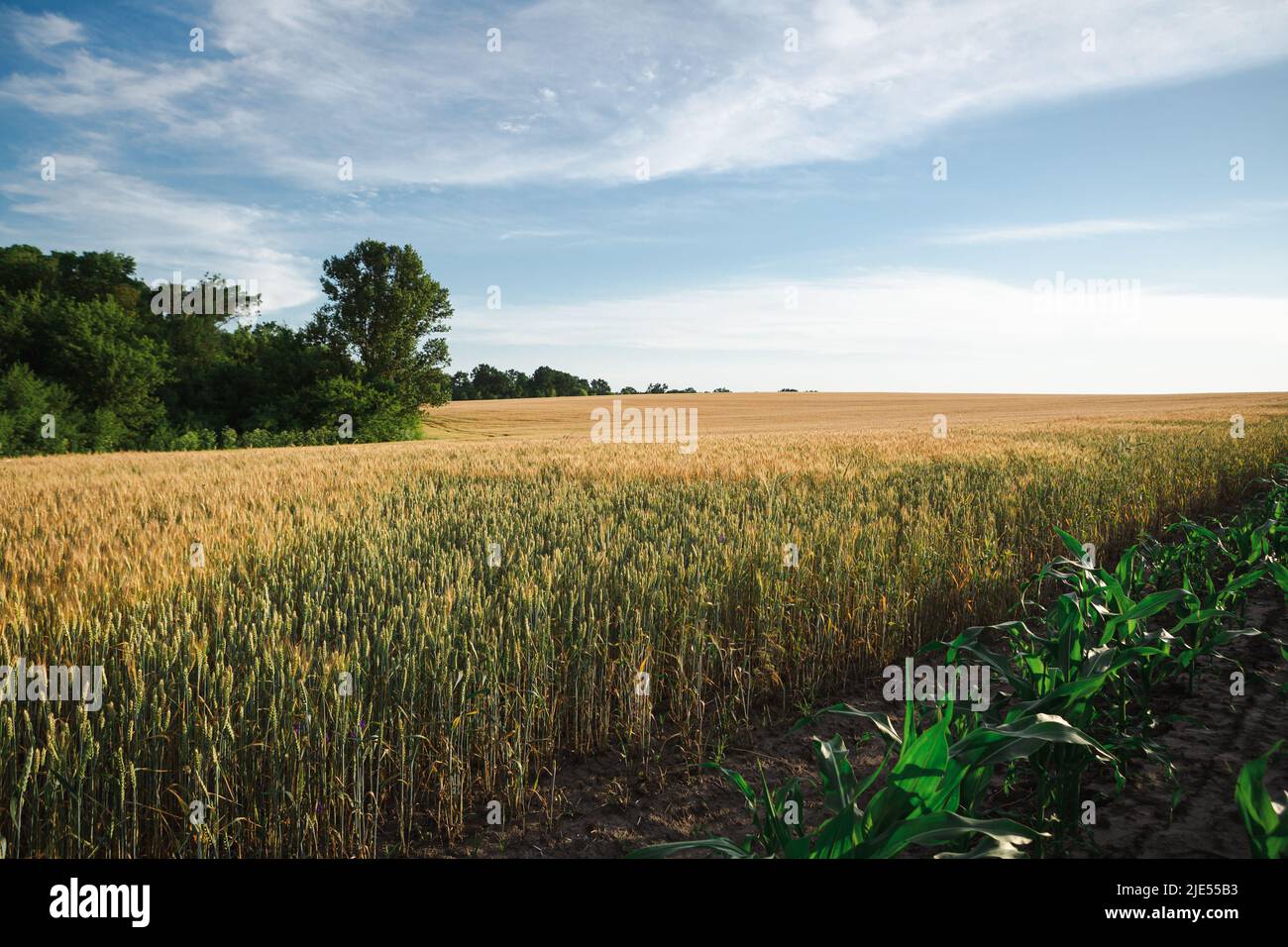 Field of wheat and young corn in Ukraine food crisis Stock Photo - Alamy
