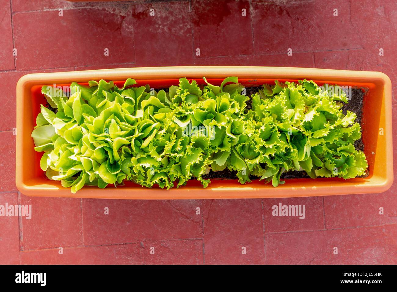 Rectangular plastic pot with green lettuce shoots in an urban garden ...