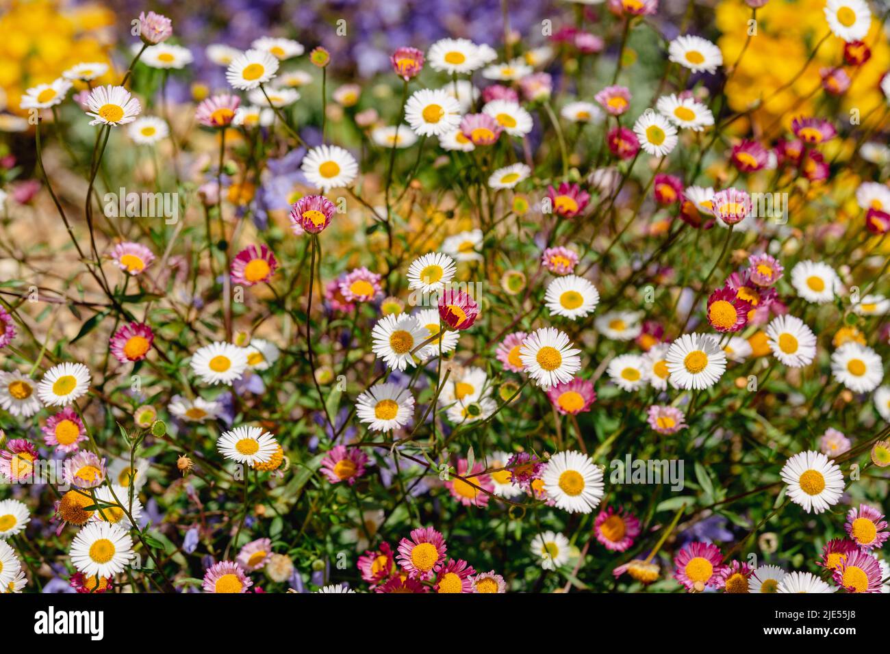 Closeup plains hi-res stock photography and images - Alamy