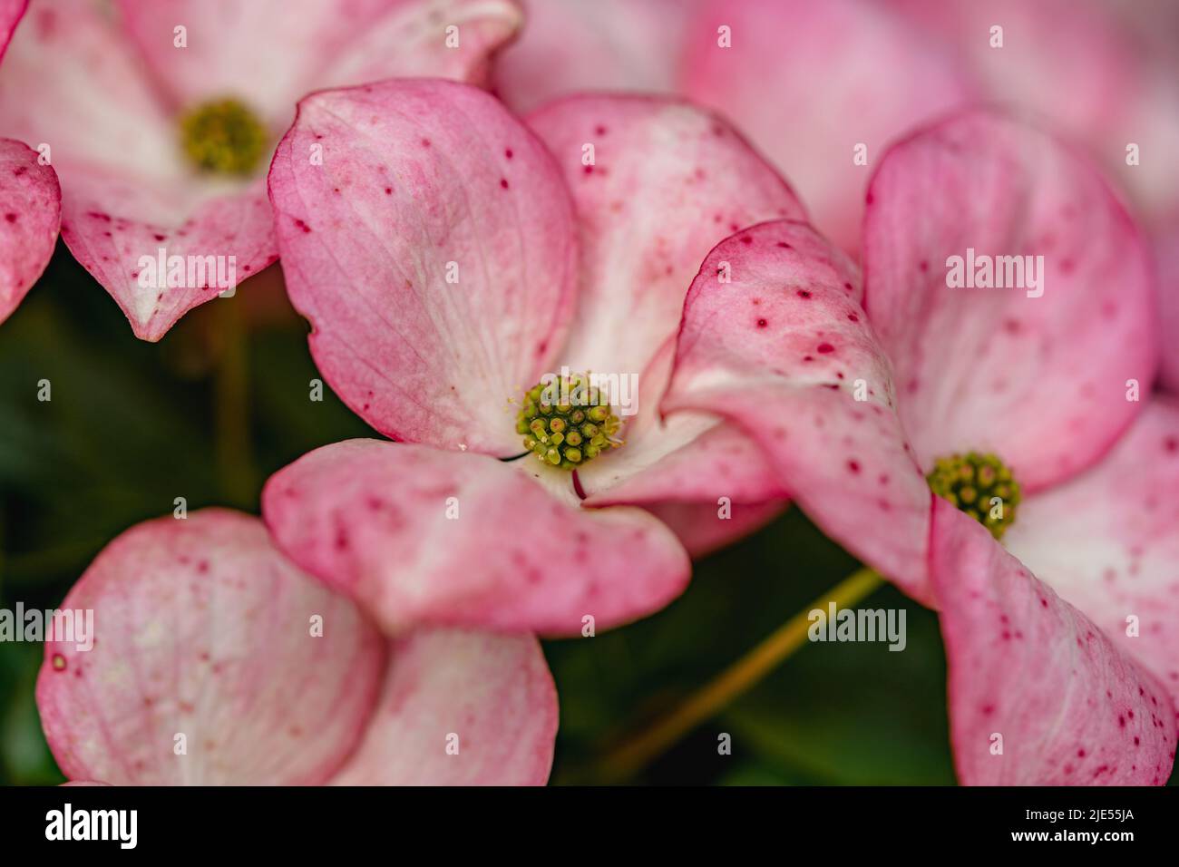American dogwood flower hi-res stock photography and images - Alamy