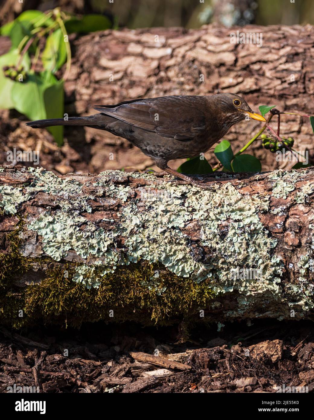 Beautiful Spring image of Blackbird Parus Major bird in forest ...