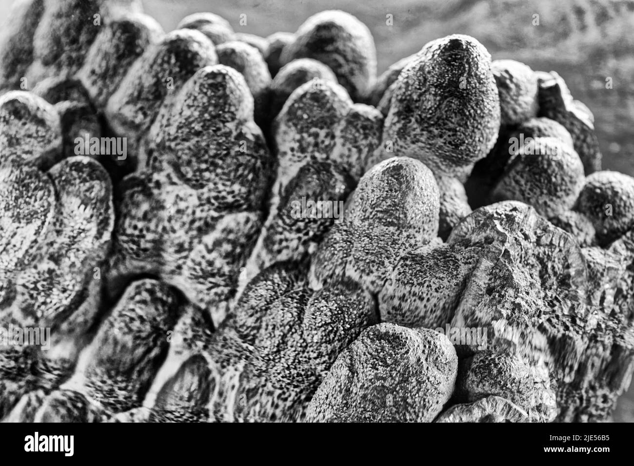 Manganite image hi-res stock photography and images - Alamy