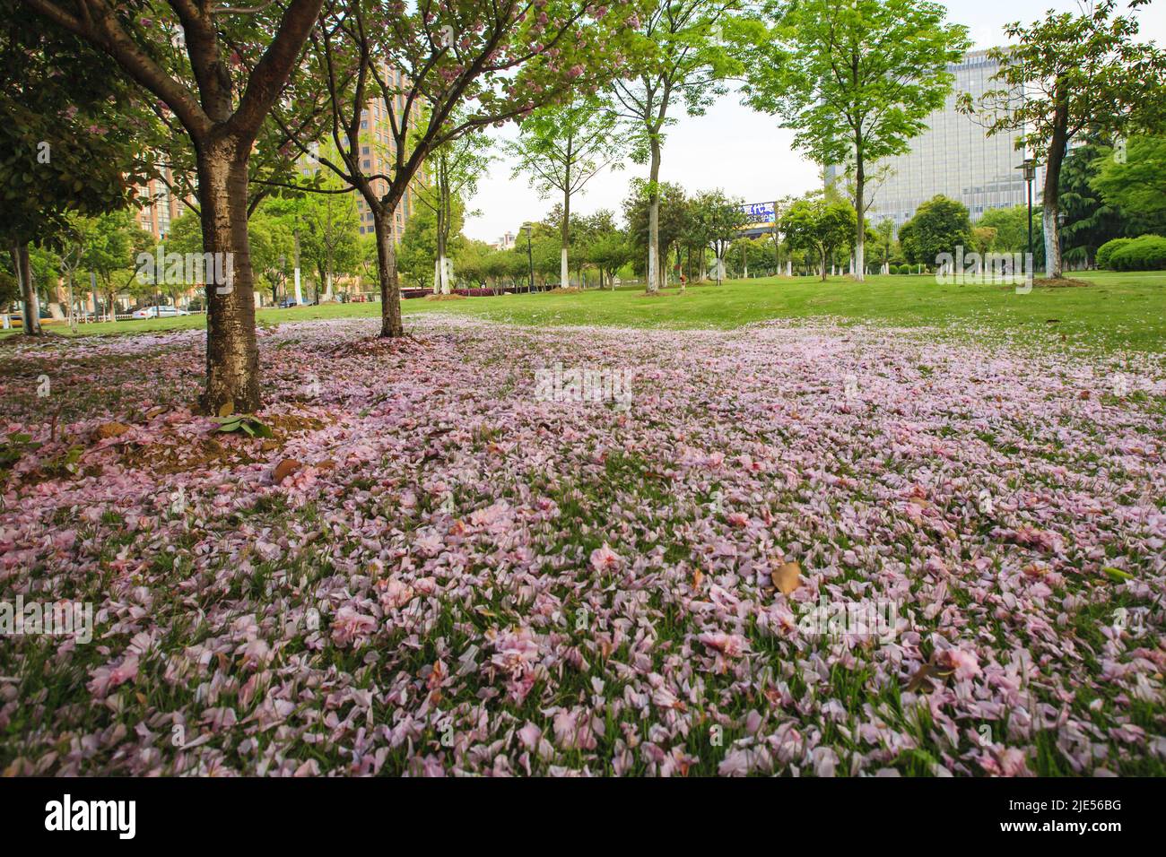 Zhejiang ningbo yinzhou Oriental cherry the park tree lost its Stock ...