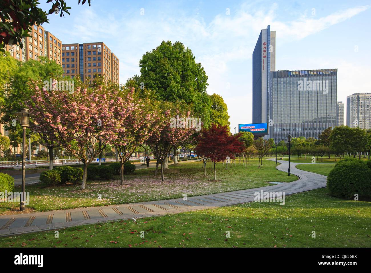 Zhejiang ningbo yinzhou Oriental cherry the park tree lost its Stock ...