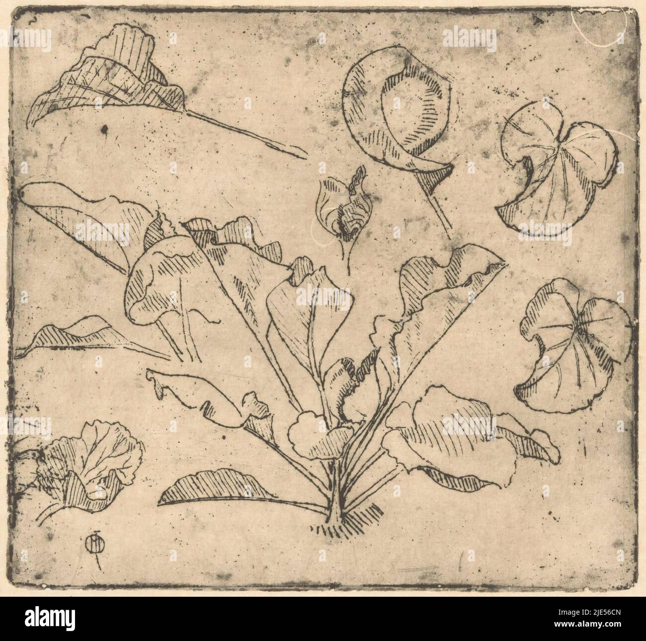 Studies of leaves, print maker: Joseph Mendes da Costa (1863-1939 ...