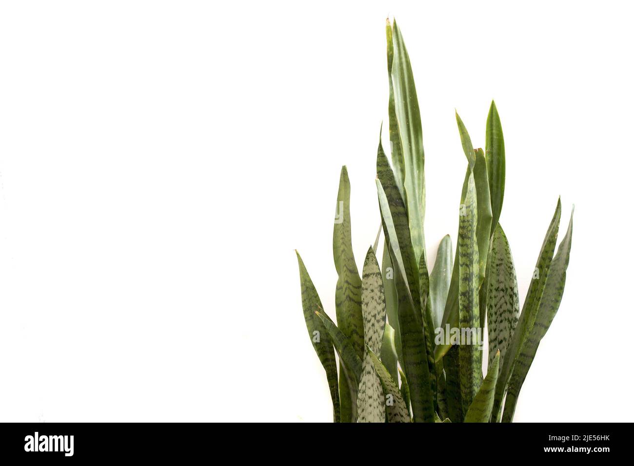 Sword shaped leaves Cut Out Stock Images & Pictures - Alamy