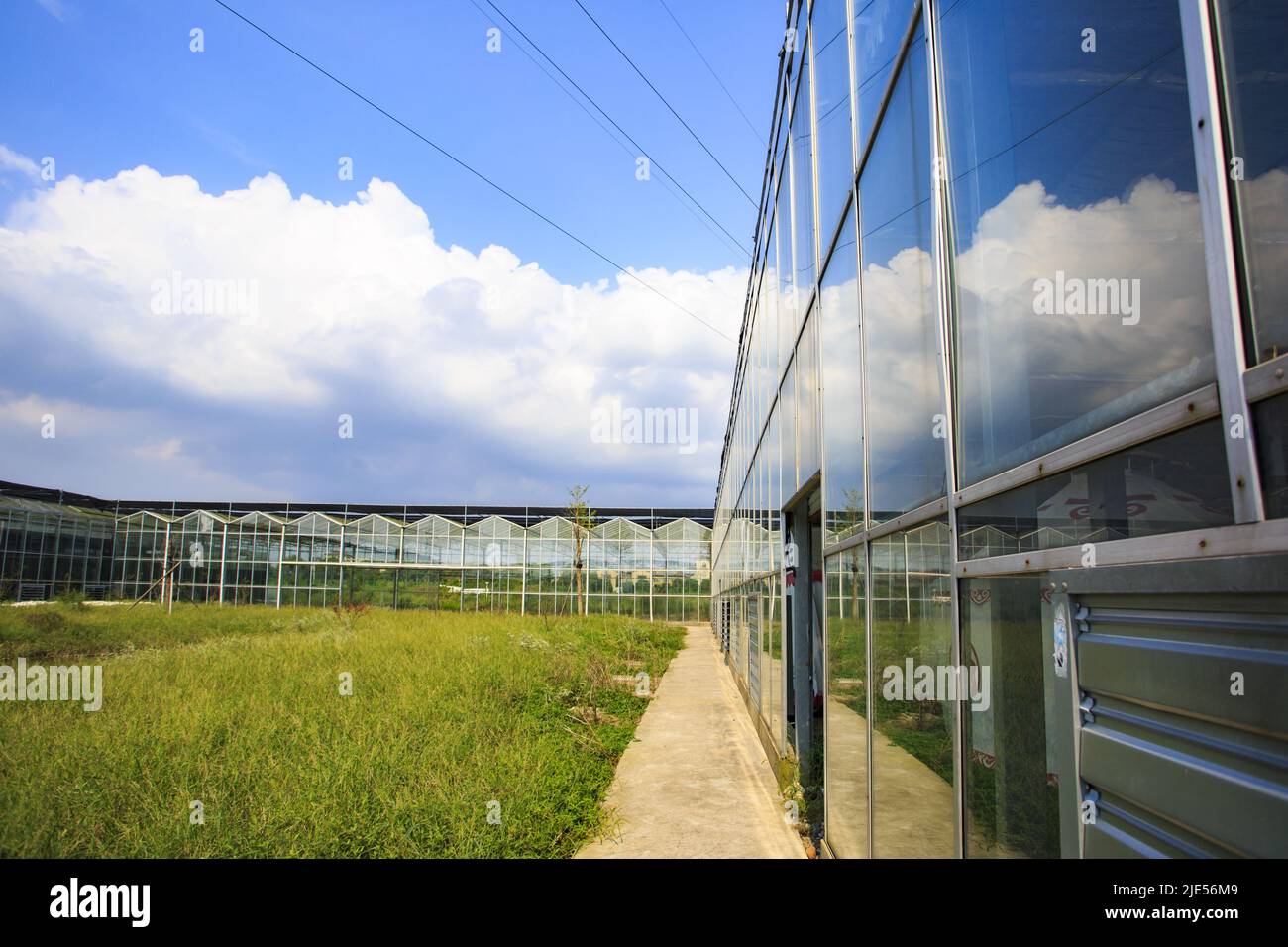 Tin caulis dendrobii hi-res stock photography and images - Alamy