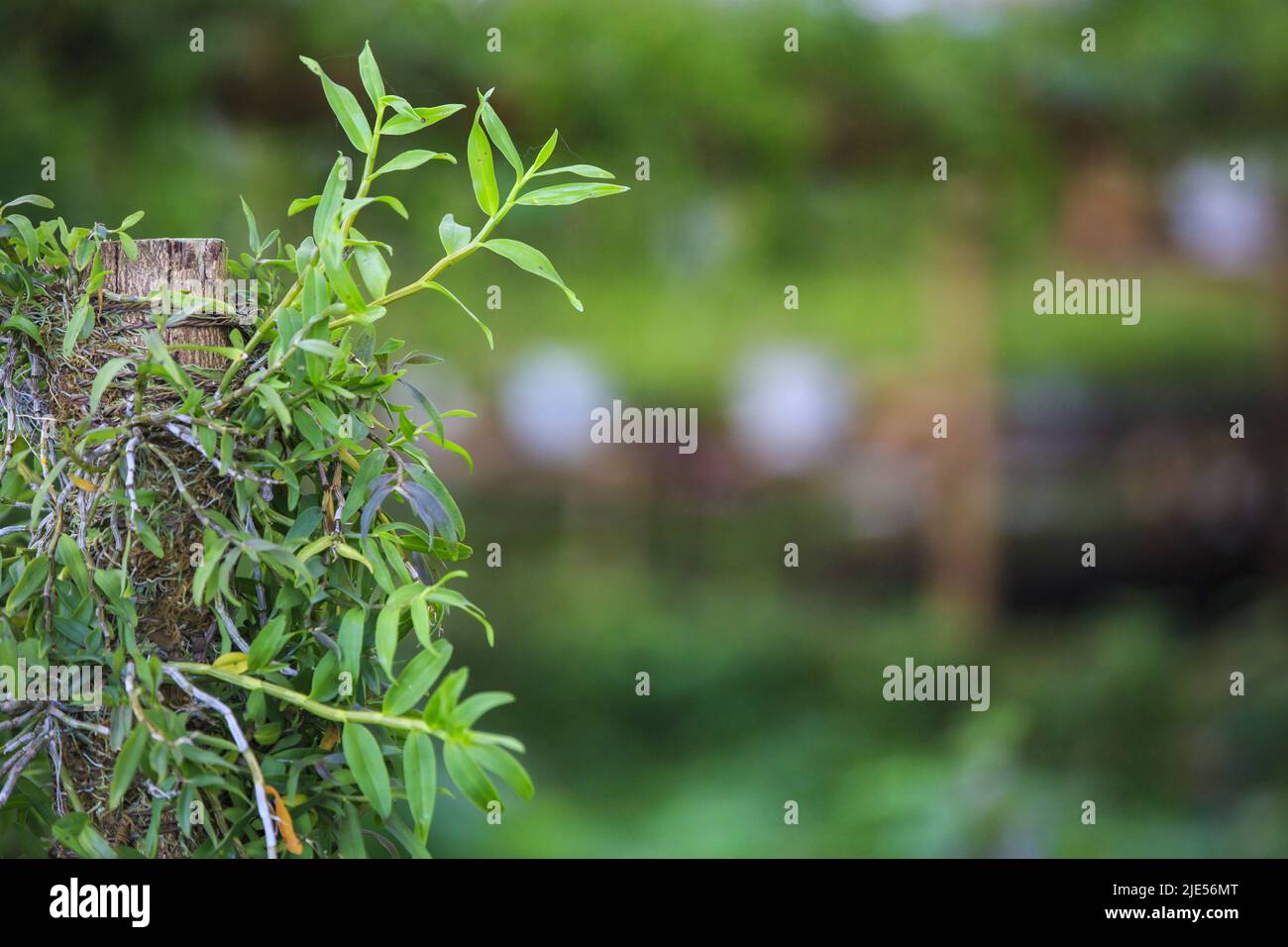 Caulis dendrobii hi-res stock photography and images - Alamy
