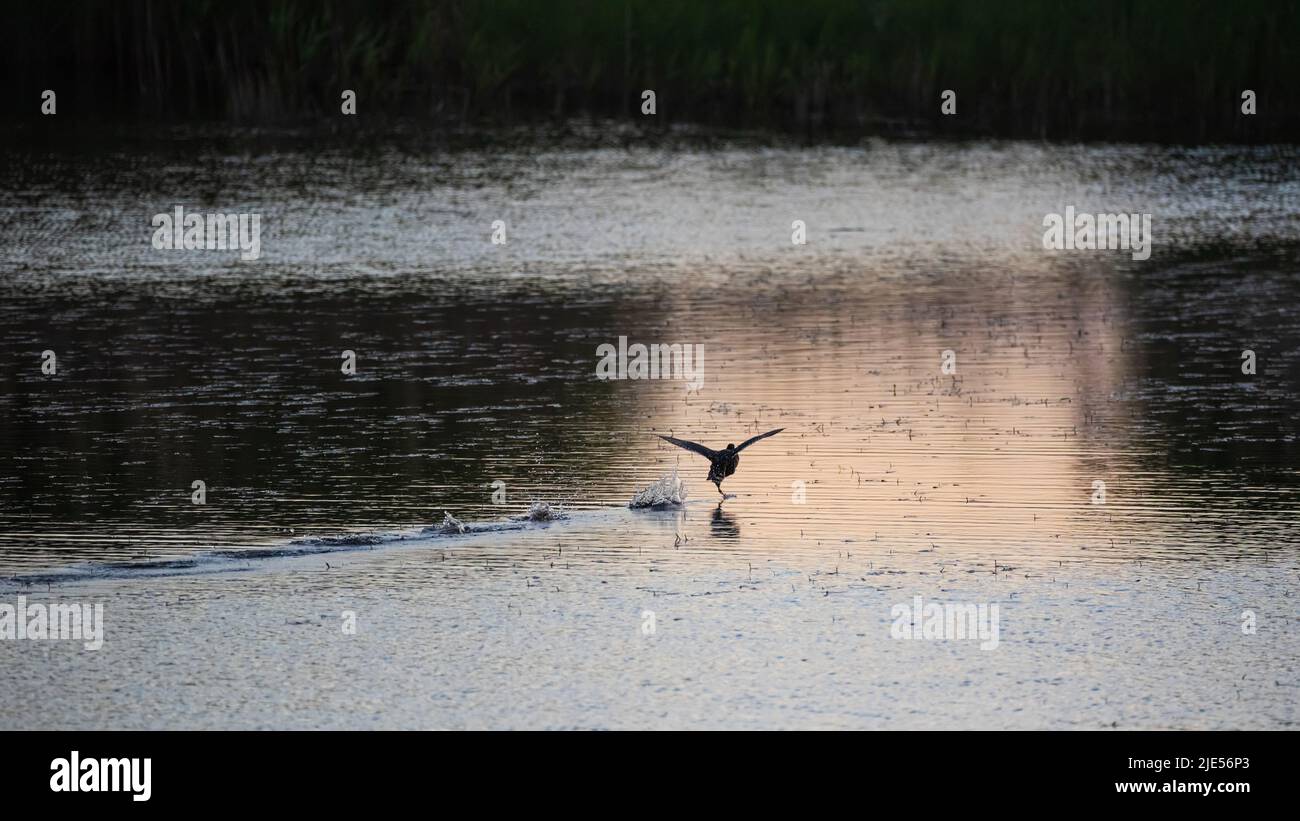 Coot duck running across lake water surface in sunrise sunlight ...