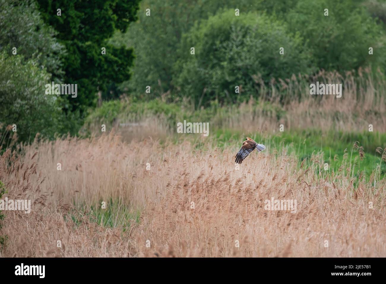 Beautiful image of Marsh Harrier Circus Aeruginosus raptor in flight ...