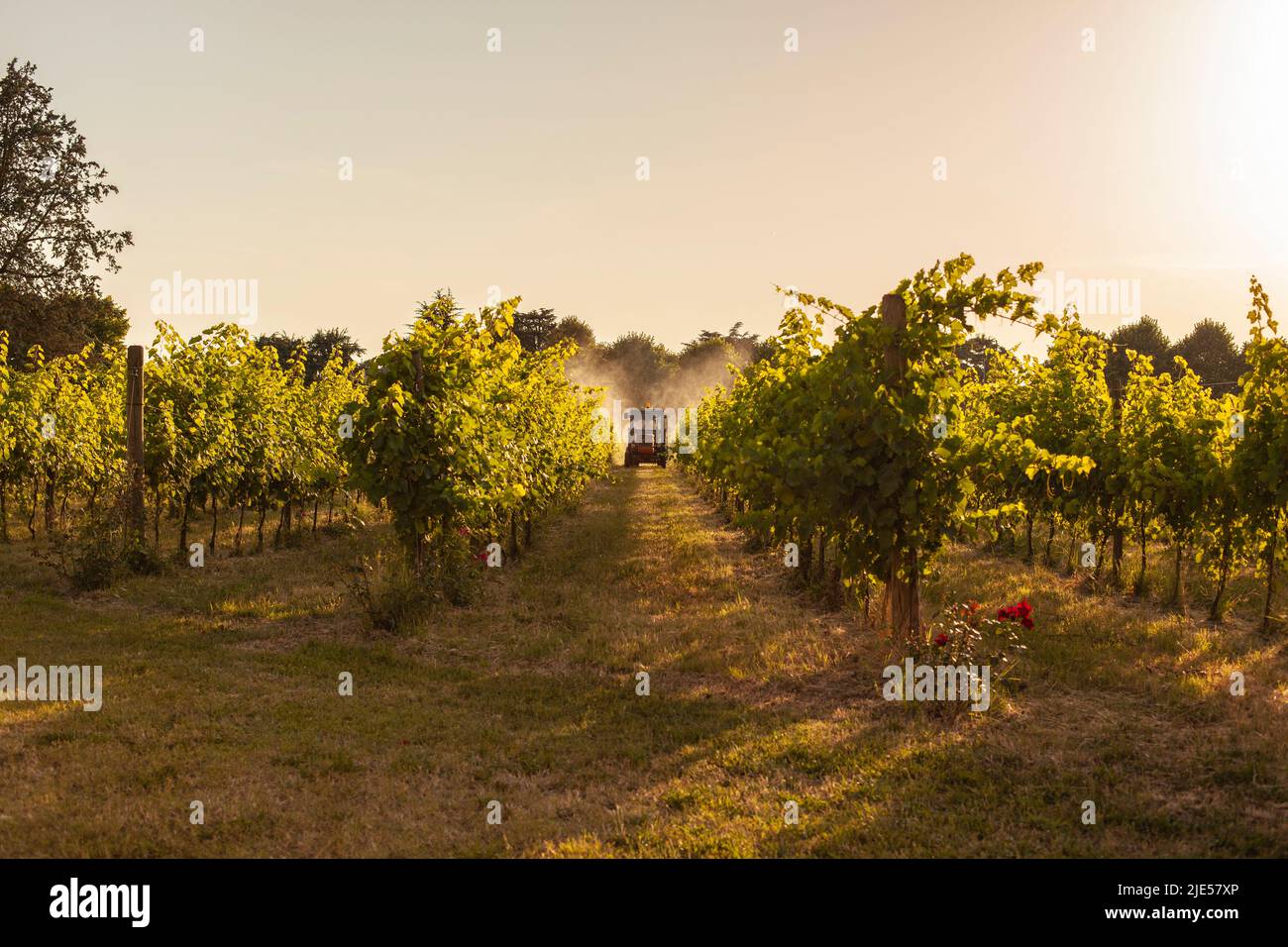Vineyard tractor insecticide treatment work countryside Stock Photo - Alamy