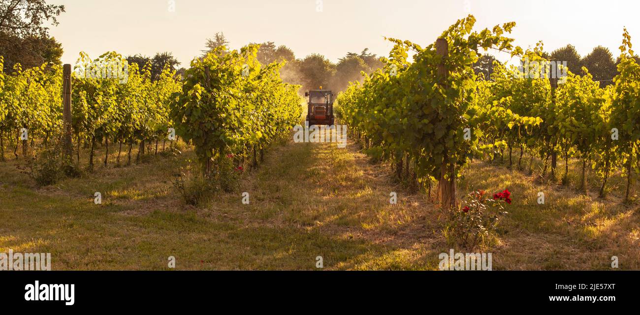Vineyard tractor insecticide treatment work countryside Stock Photo - Alamy