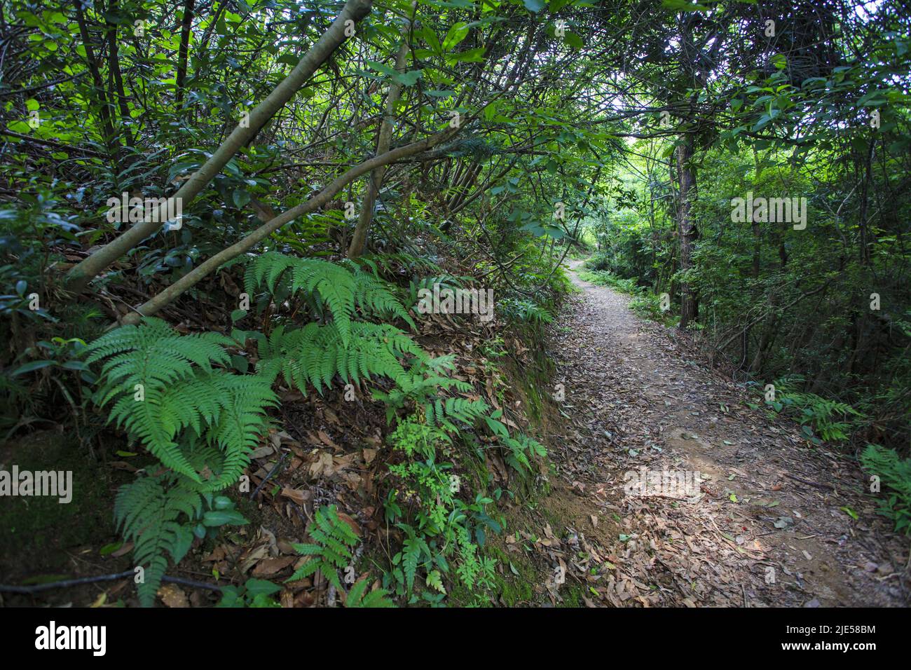 Zhejiang ningbo yinzhou ancient road in the sunlight Stock Photo - Alamy