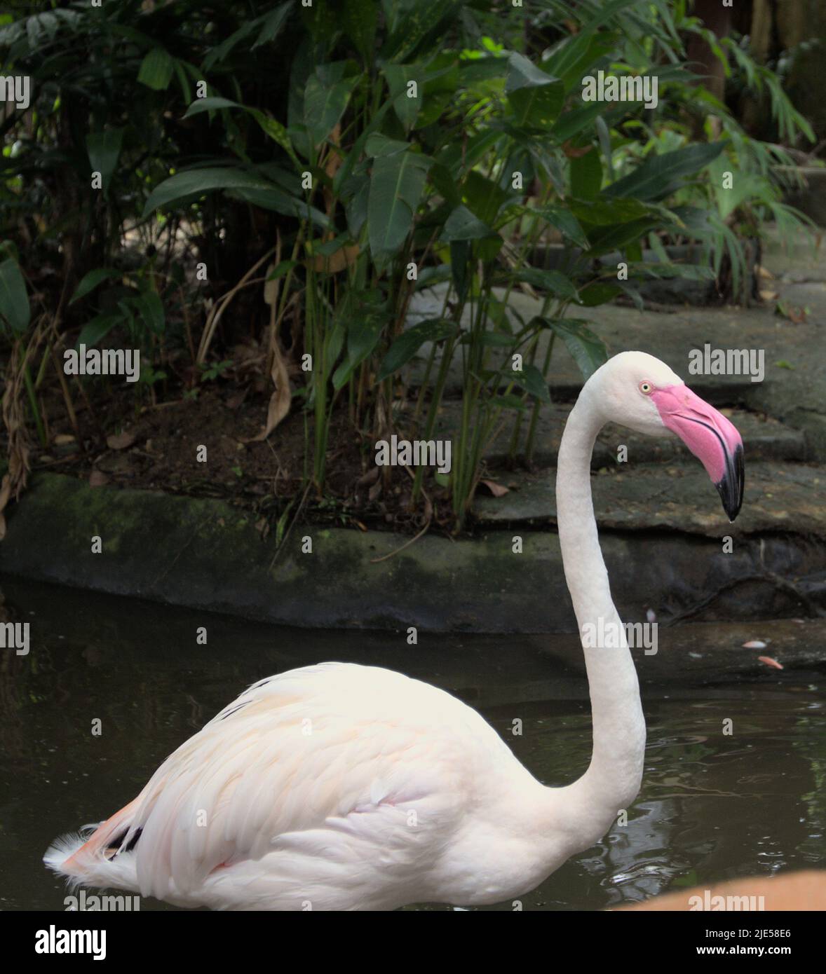 A flamingo in a conservation park in Langkawi Stock Photo - Alamy