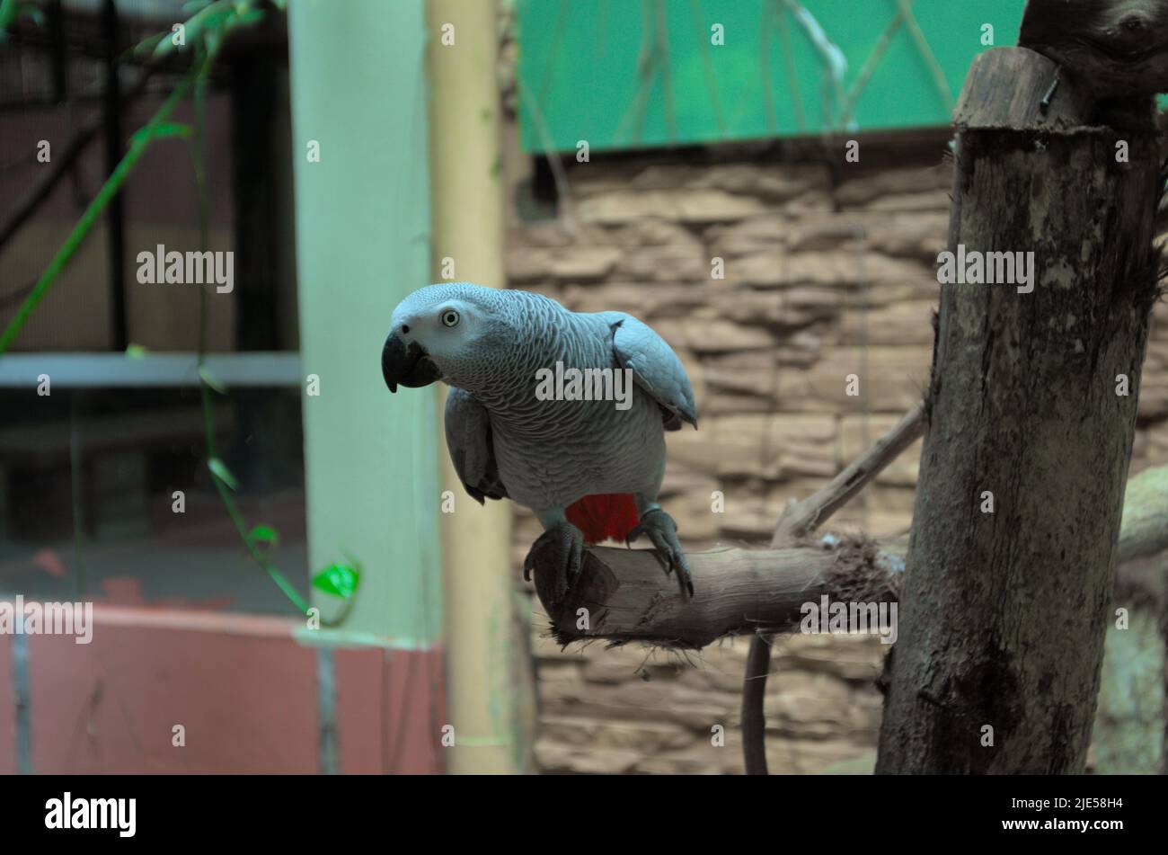 A grey parrot in a conservation park in Langkawi Stock Photo - Alamy