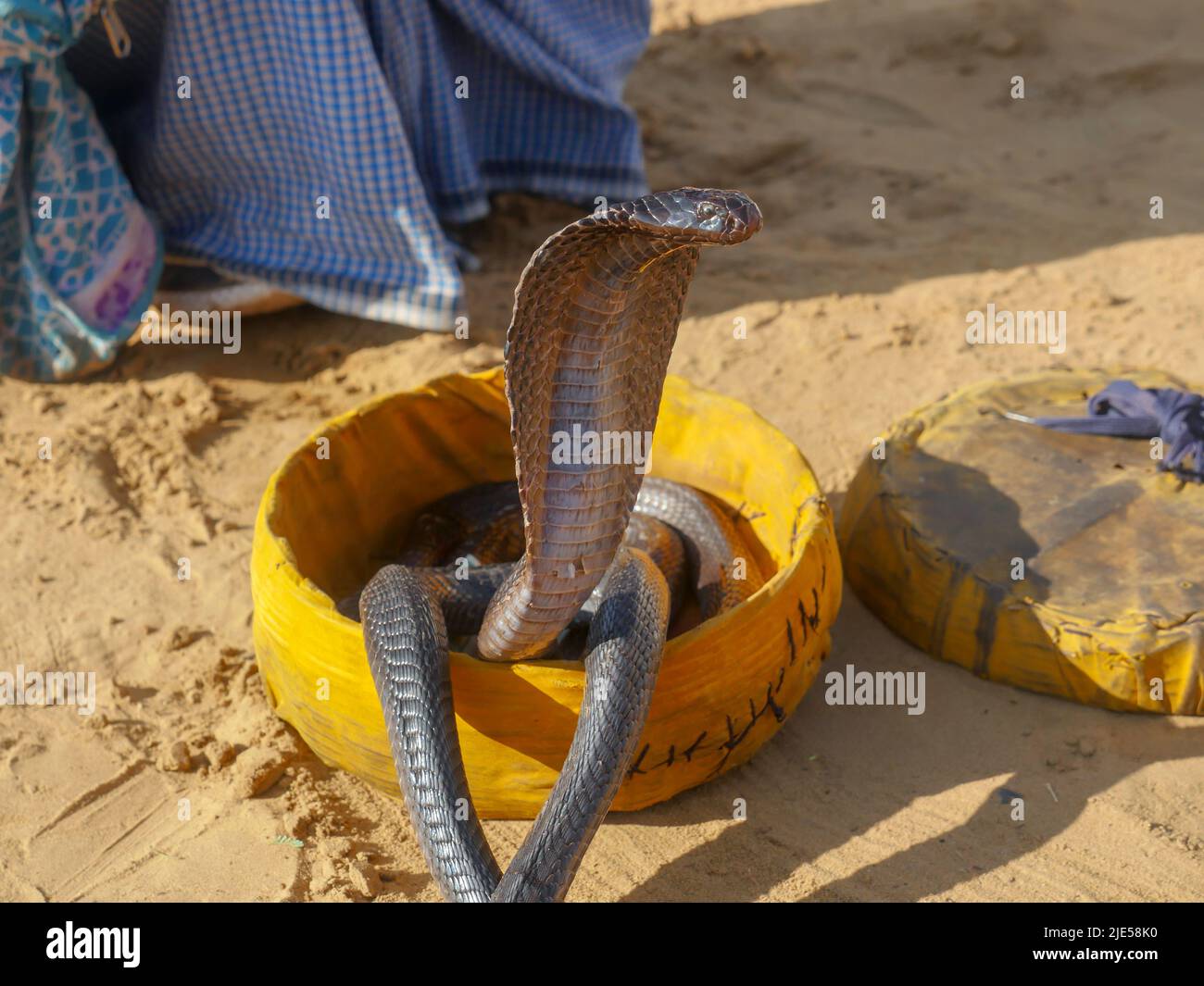 Cobra Snake showing hood, closeup picture, placed in a basket Stock ...