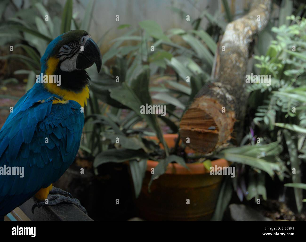 A blue parrot in a conservation park in Langkawi Stock Photo - Alamy
