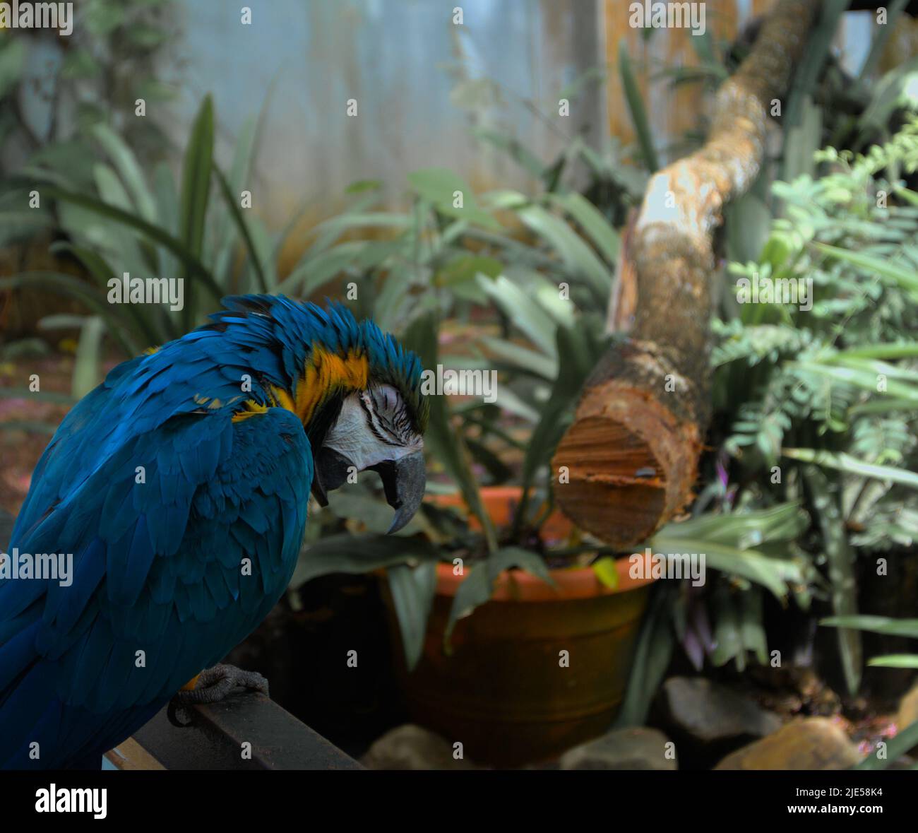 A blue parrot in a conservation park in Langkawi Stock Photo - Alamy