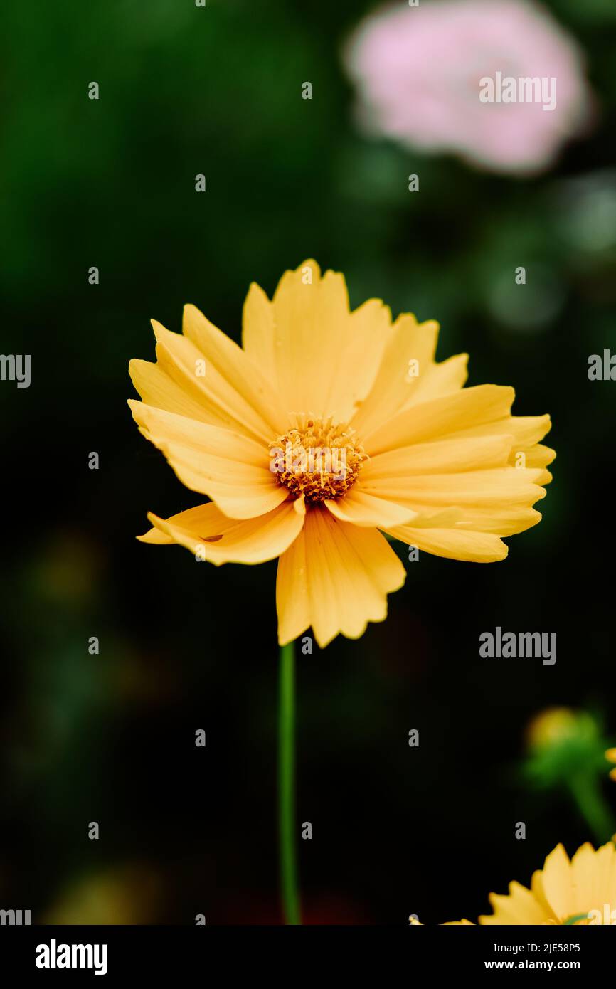 Yellow summer hi-res stock photography and images - Alamy