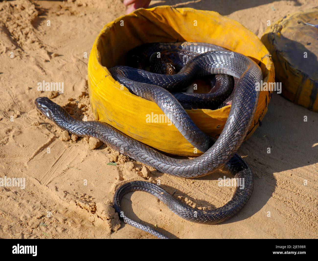 Cobra Snake close up picture, placed in a basket Stock Photo - Alamy