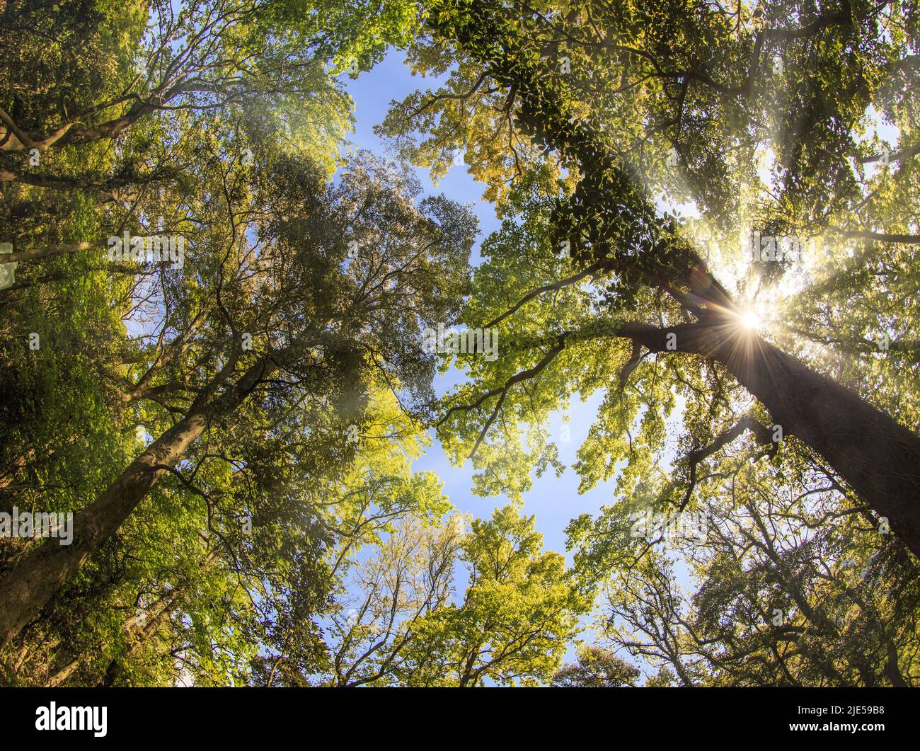 The towering trees hi-res stock photography and images - Alamy