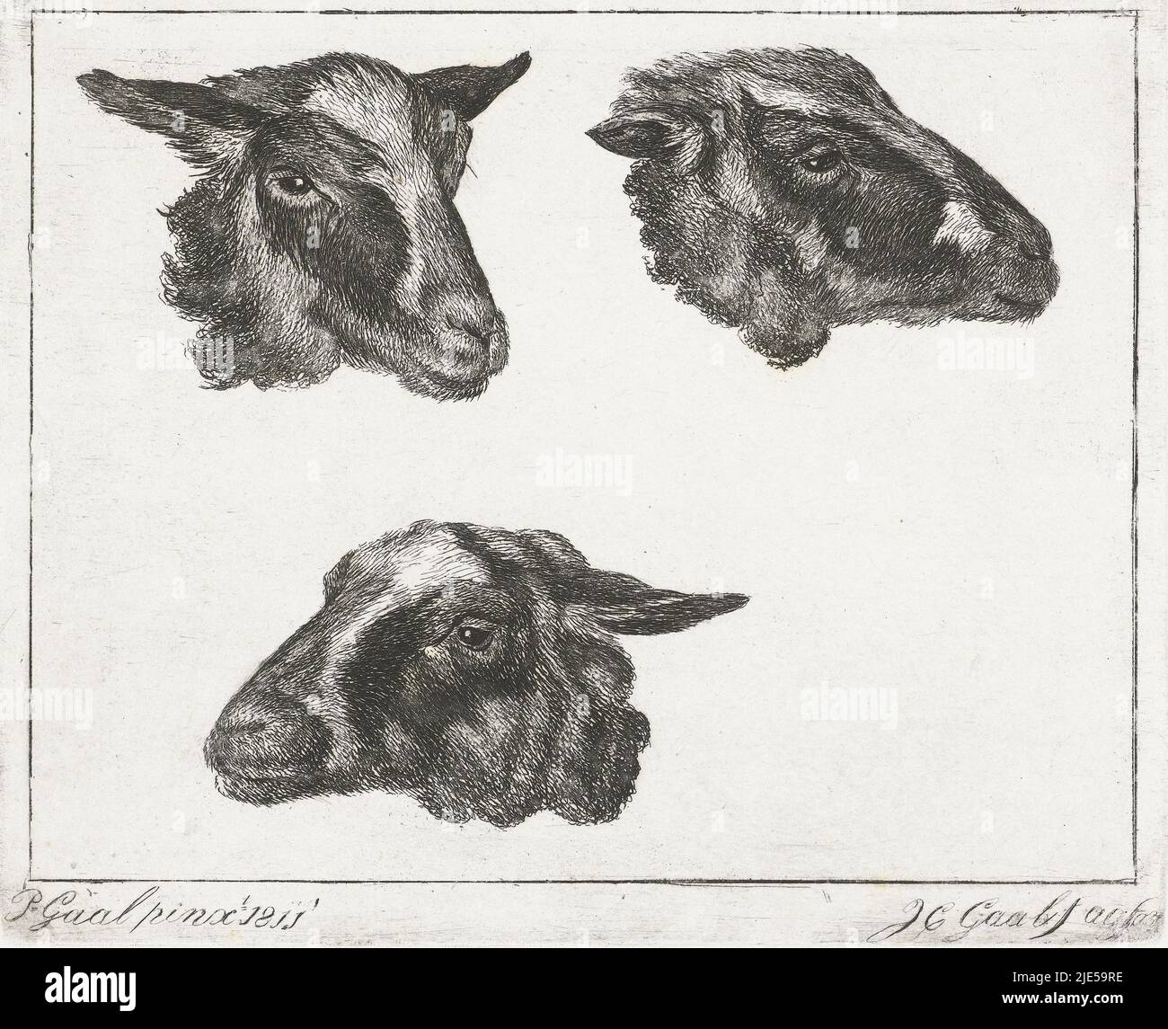 Three goat heads hi-res stock photography and images - Alamy