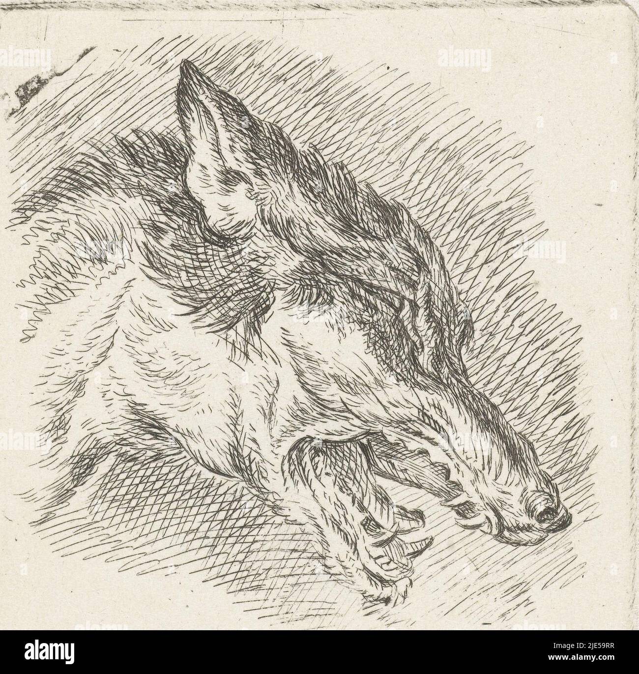 Head Of A Wolf With Open Mouth Print Maker Jacobus Cornelis Gaal Mentioned On Object