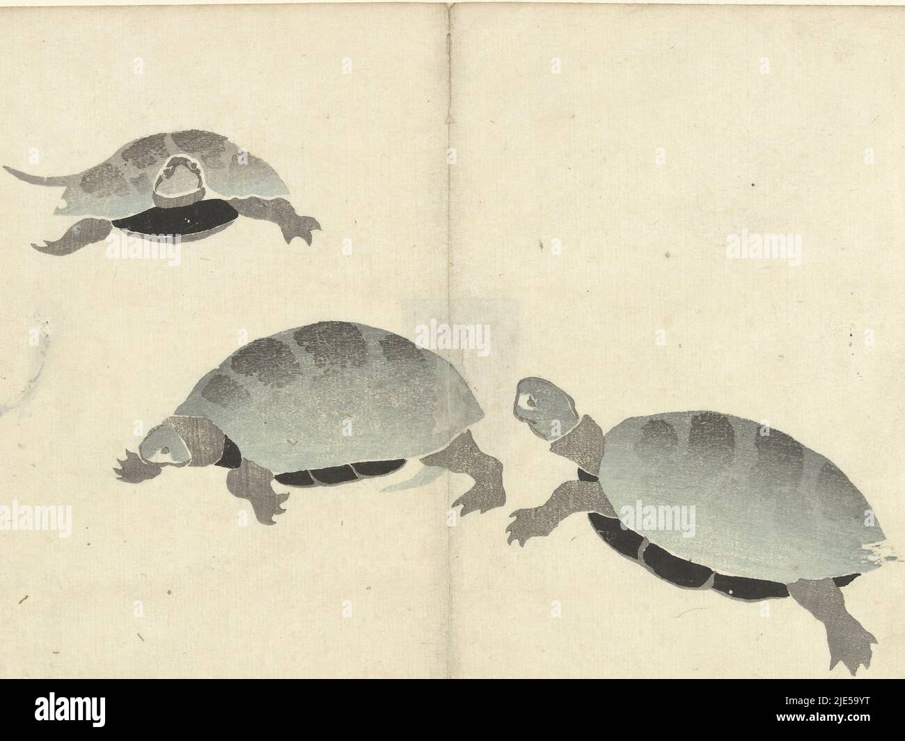 The turtles album hi-res stock photography and images - Alamy