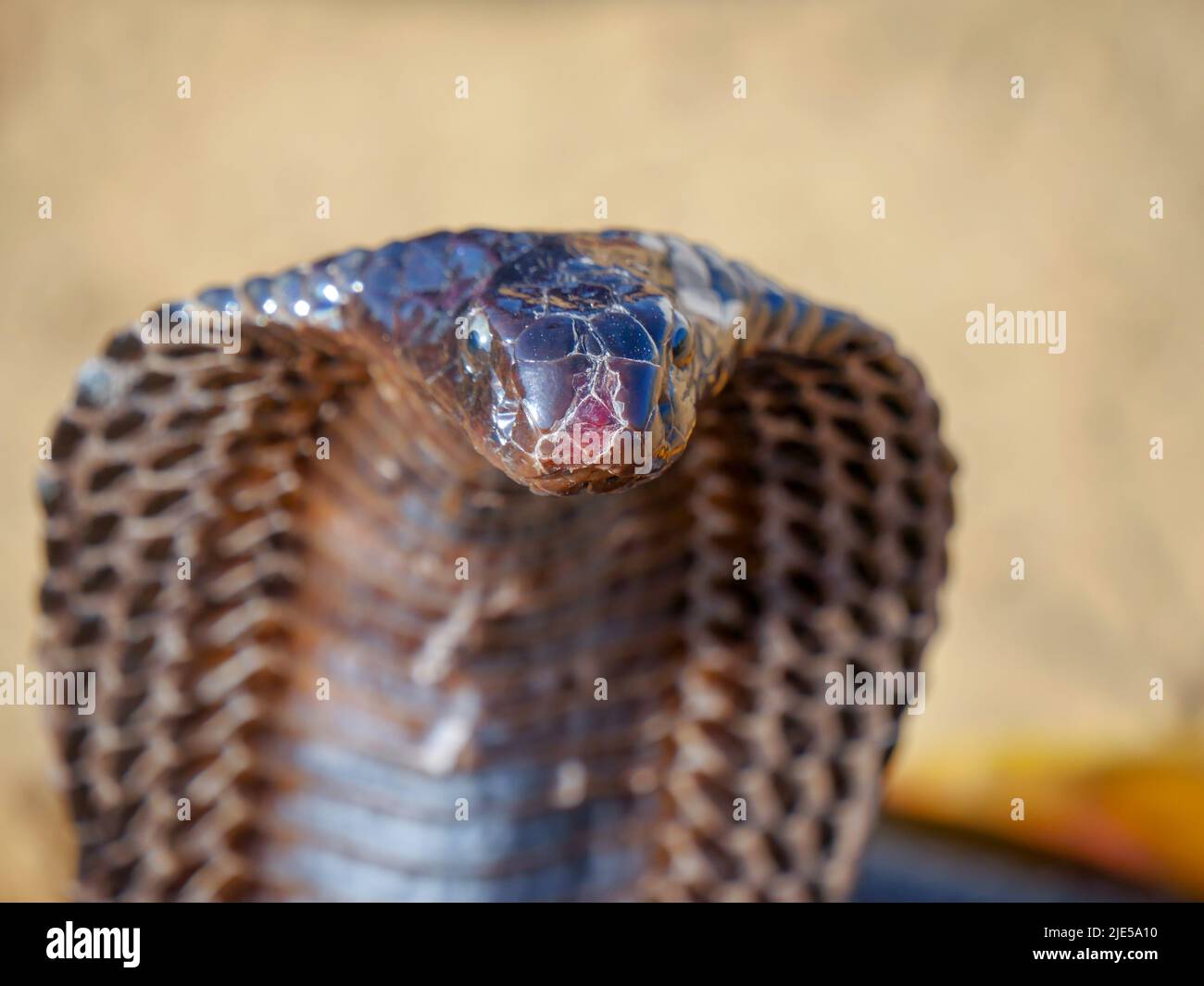 Cobra Snake showing hood, closeup picture, placed in a basket Stock ...