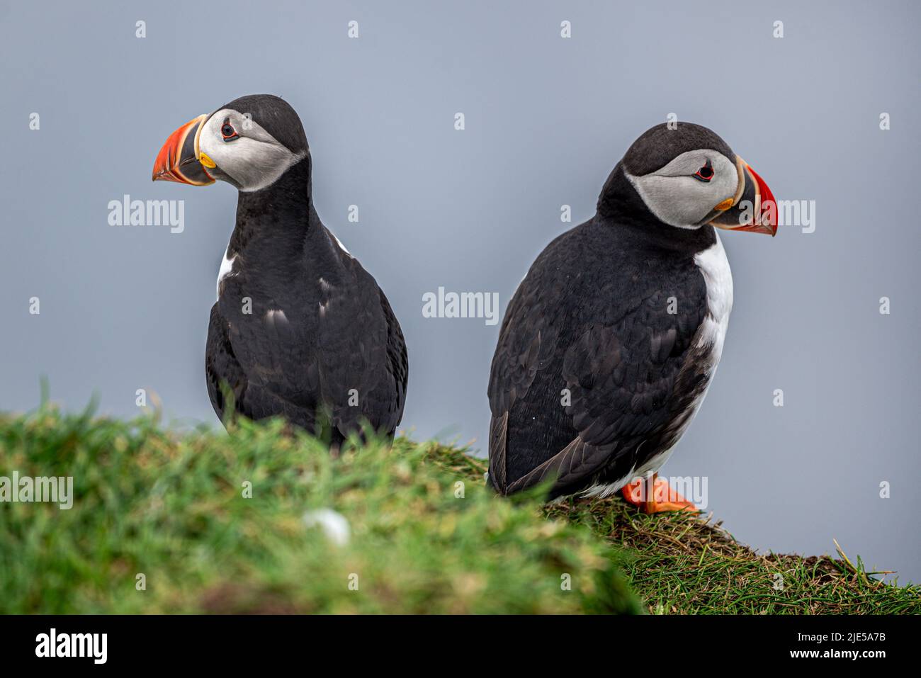 Two puffins on grassy rocks, Mykines Island, Faroe Islands Stock Photo ...