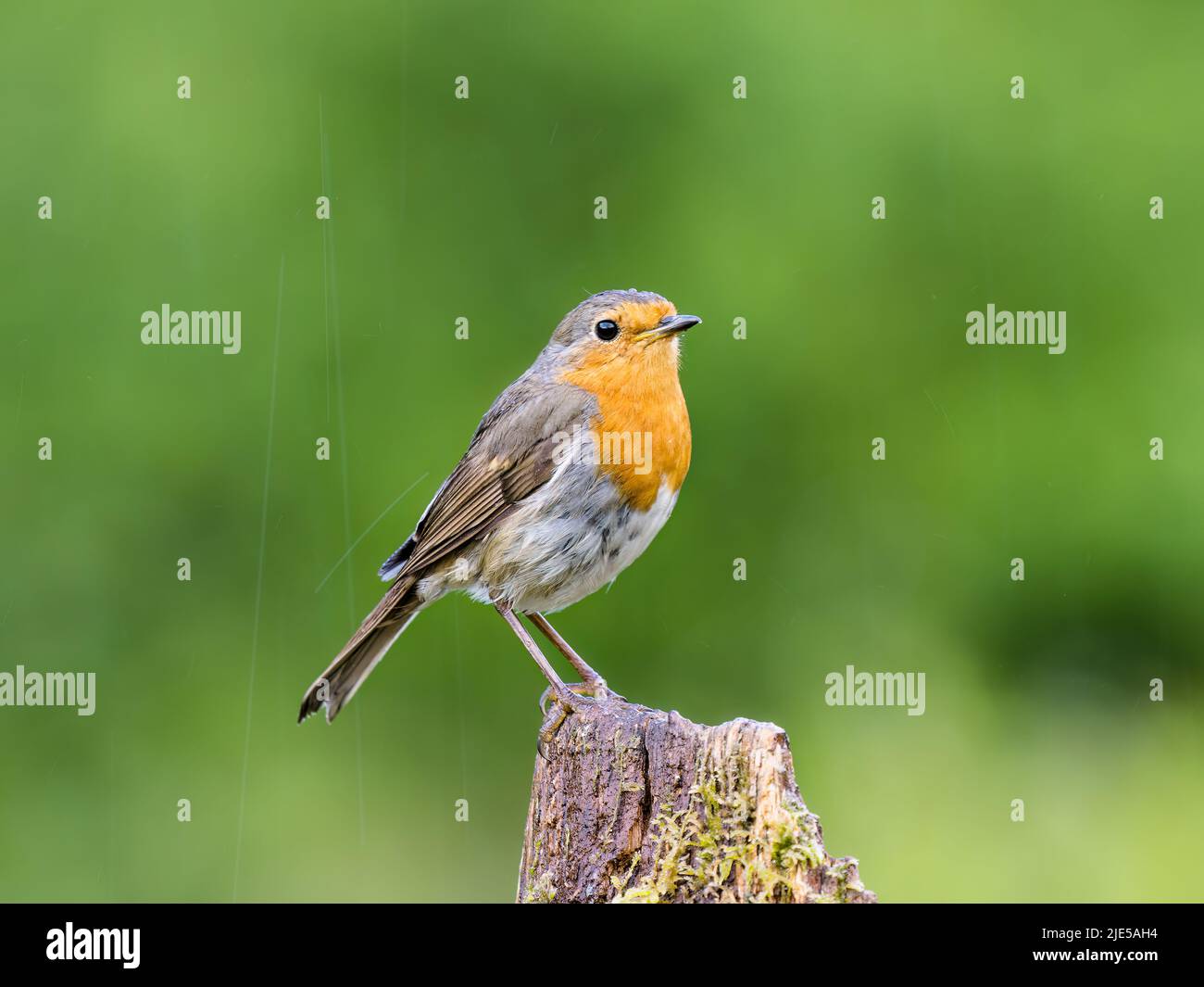 Robin summer hi-res stock photography and images - Alamy
