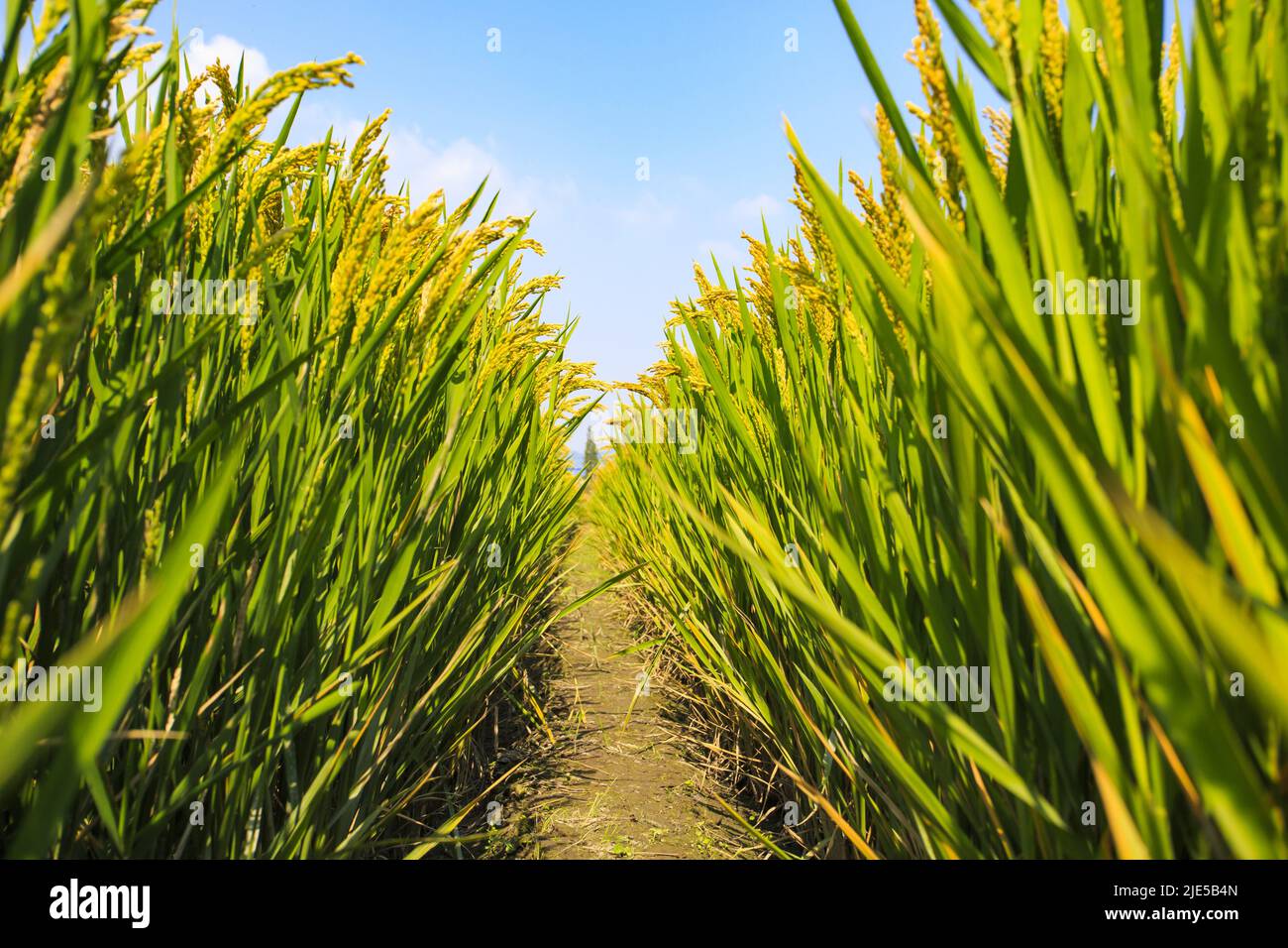 Paddy fields harvest rice hi-res stock photography and images - Alamy