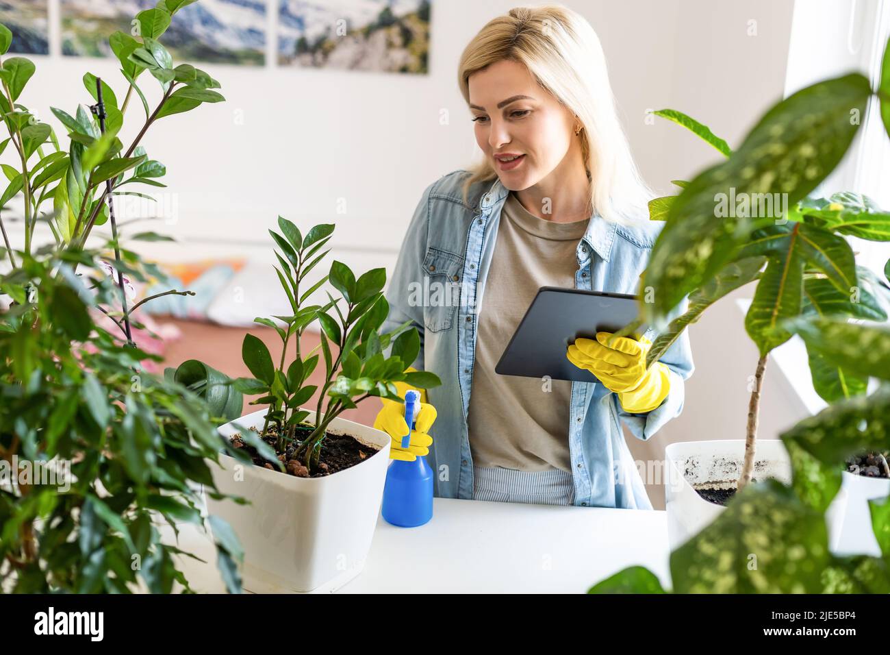 Young happy woman is spraying houseplants with water from a sprayer at ...