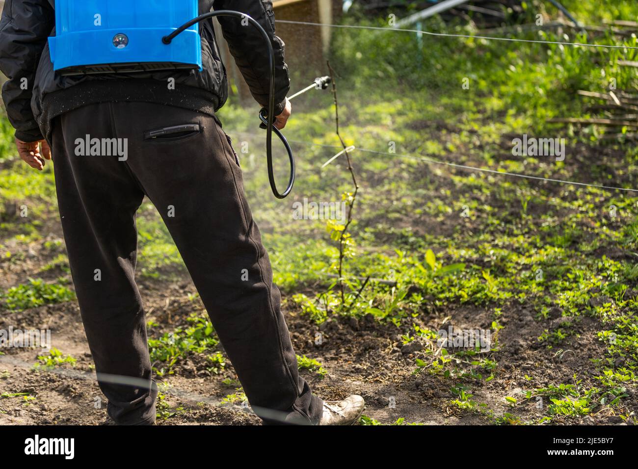 Man sprinkling pesticides hi-res stock photography and images - Alamy