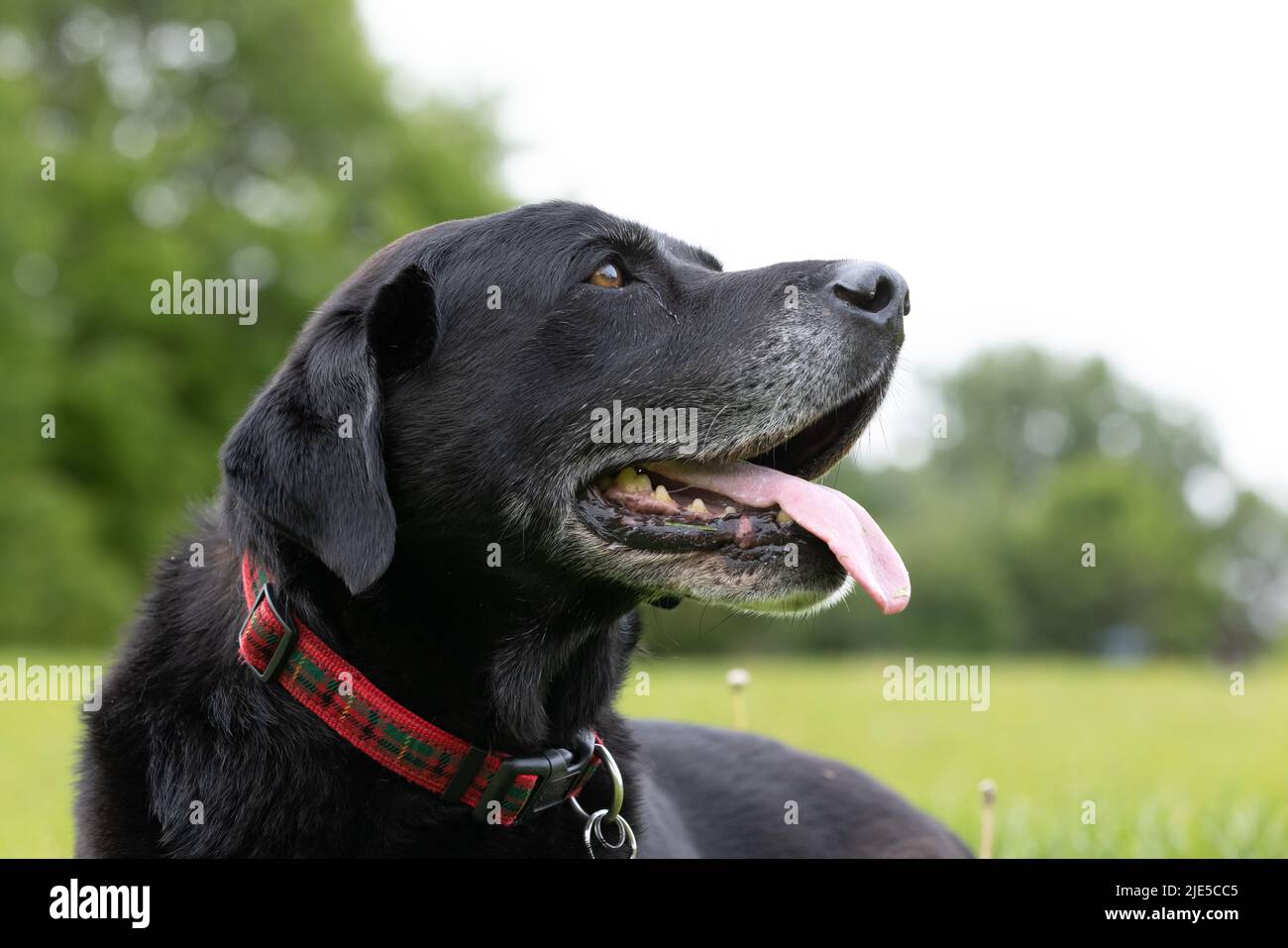 Labrador side view hi-res stock photography and images - Alamy