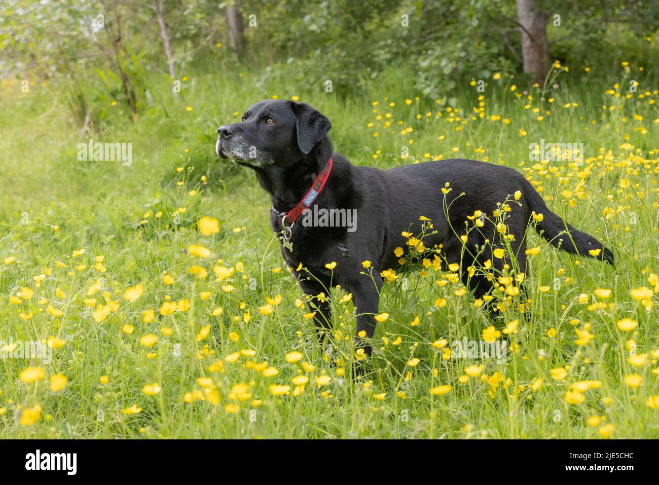 Side view of black Labrador retriever standing in yellow buttercups and ...
