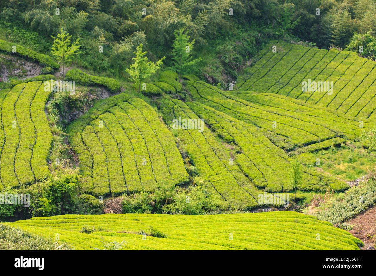 Zhejiang ningbo four daming mountain forest Stock Photo - Alamy