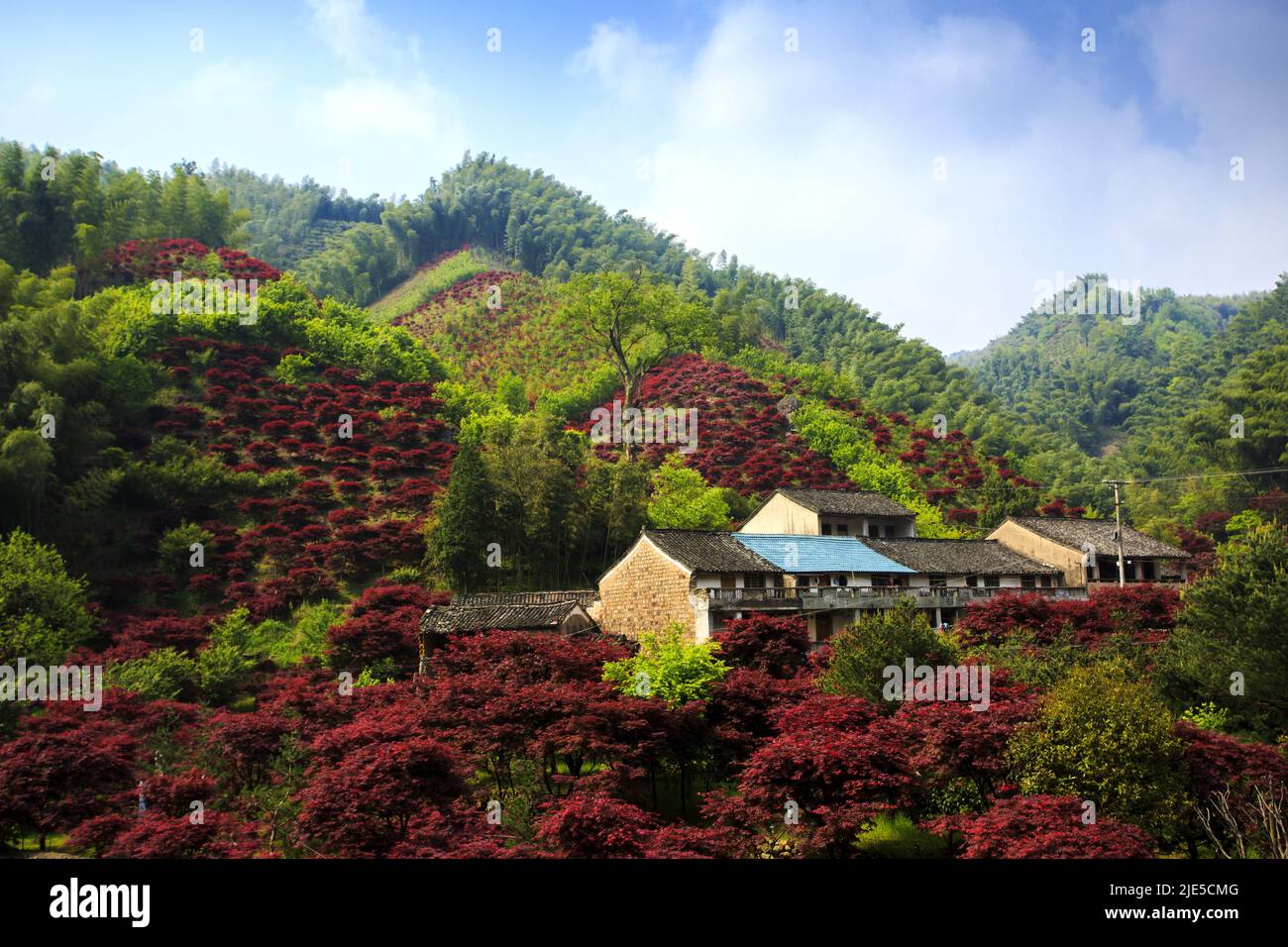 Tourism maple hi-res stock photography and images - Alamy