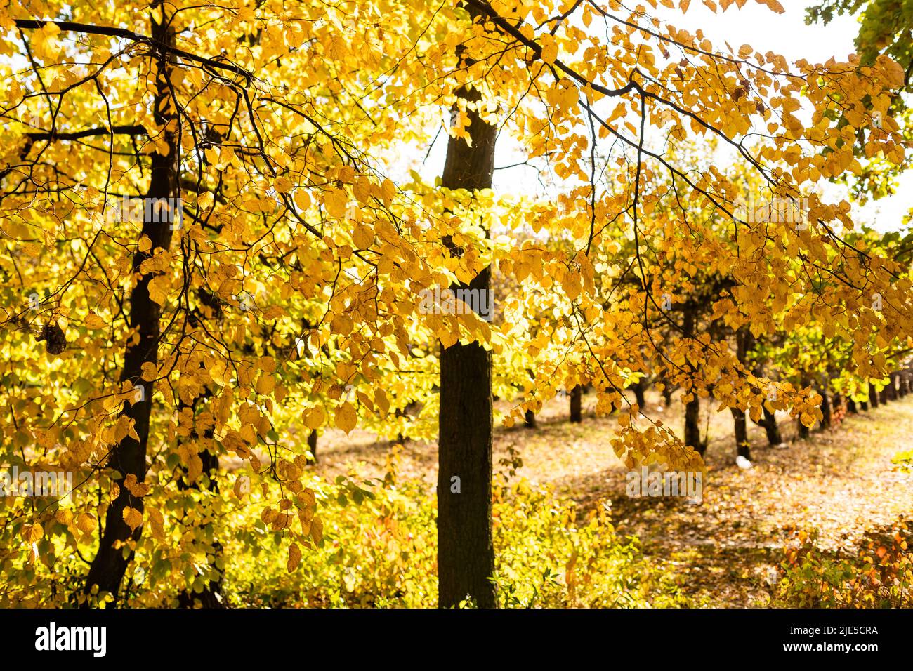 beautiful autumn park at sunny weather Stock Photo - Alamy